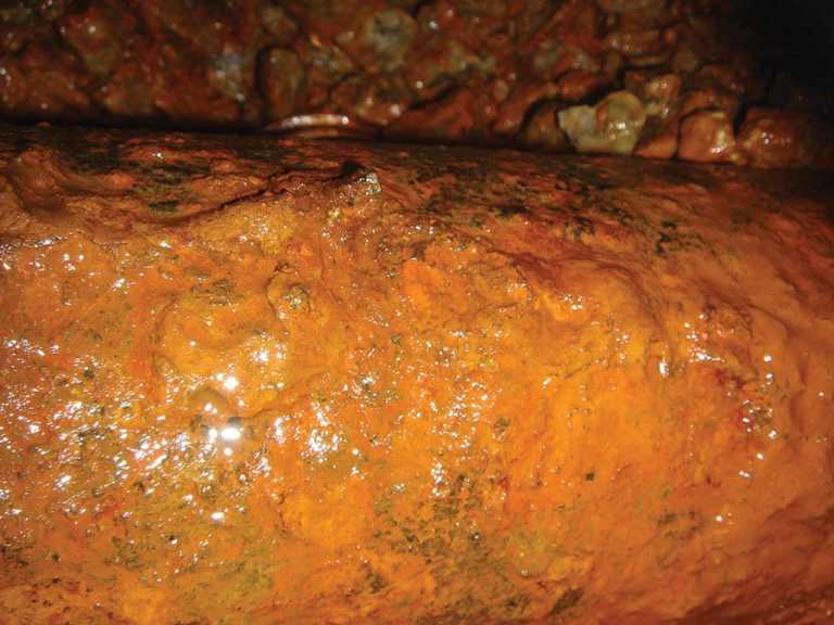 Iron Bacteria: The Red Stuff | WATERPROOF! Magazine