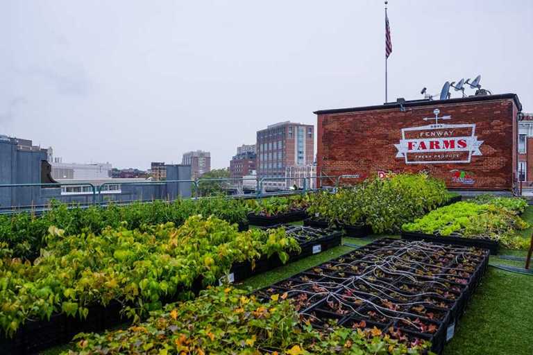 Green Roof for A Stadium | WATERPROOF! Magazine